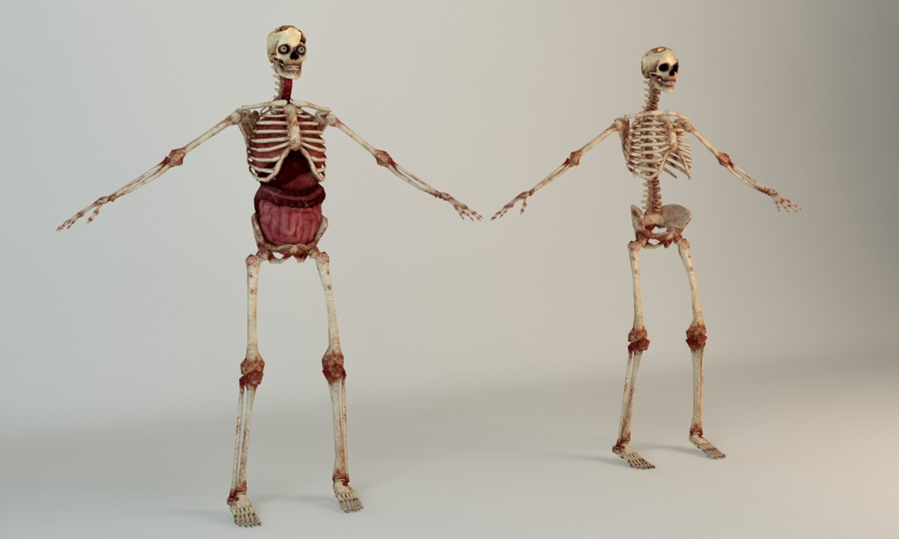 Human skeleton internal 3D model - TurboSquid 1152393