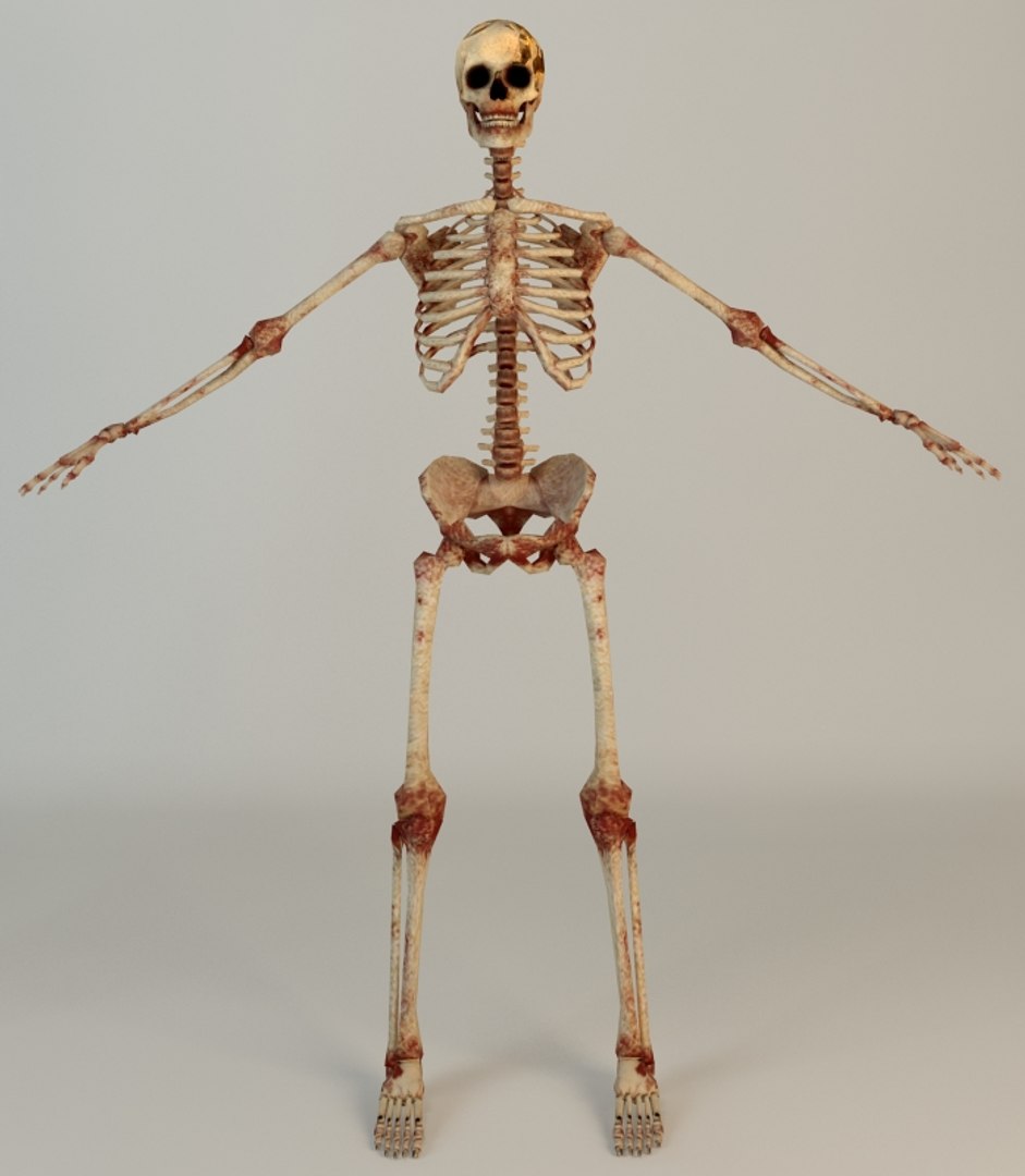 Human skeleton internal 3D model - TurboSquid 1152393