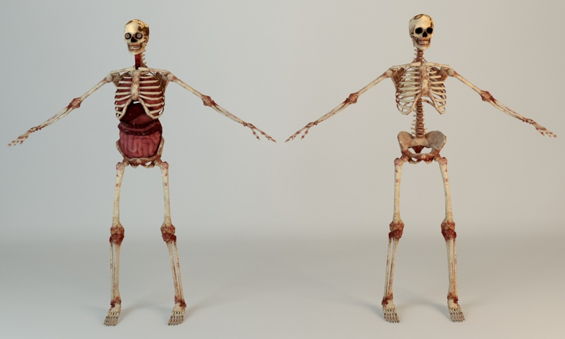 Human skeleton internal 3D model - TurboSquid 1152393