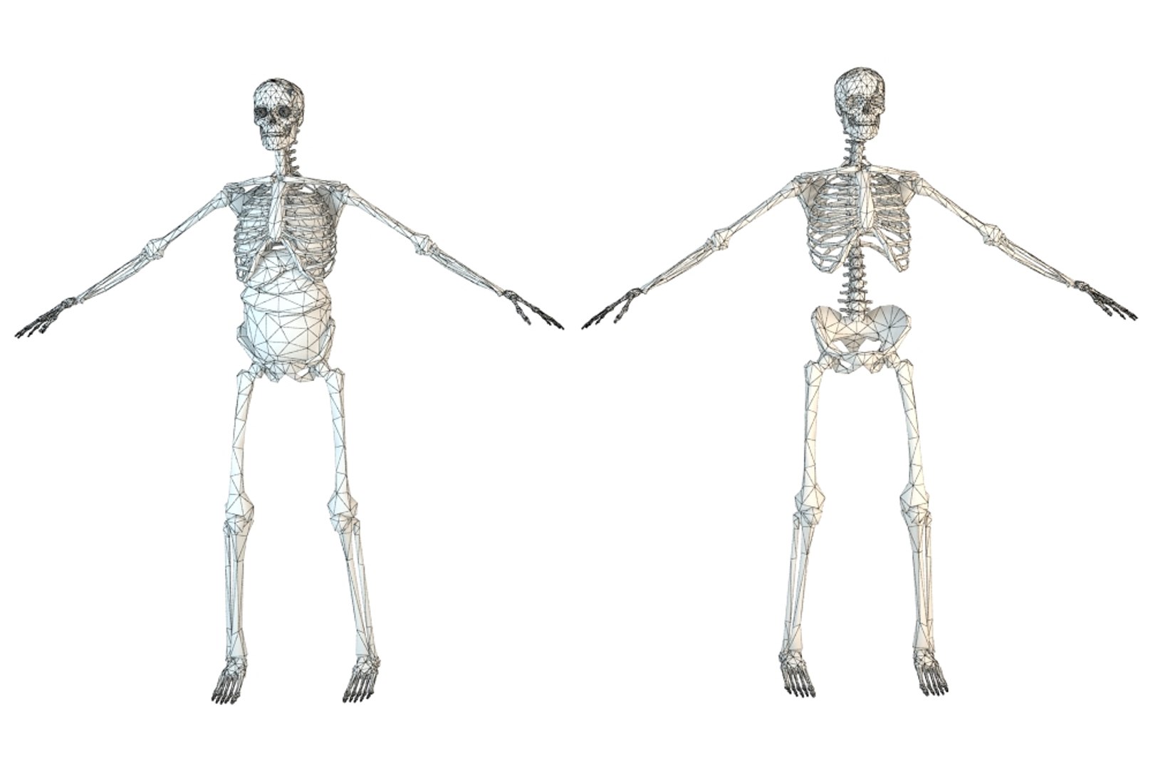 Human skeleton internal 3D model - TurboSquid 1152393