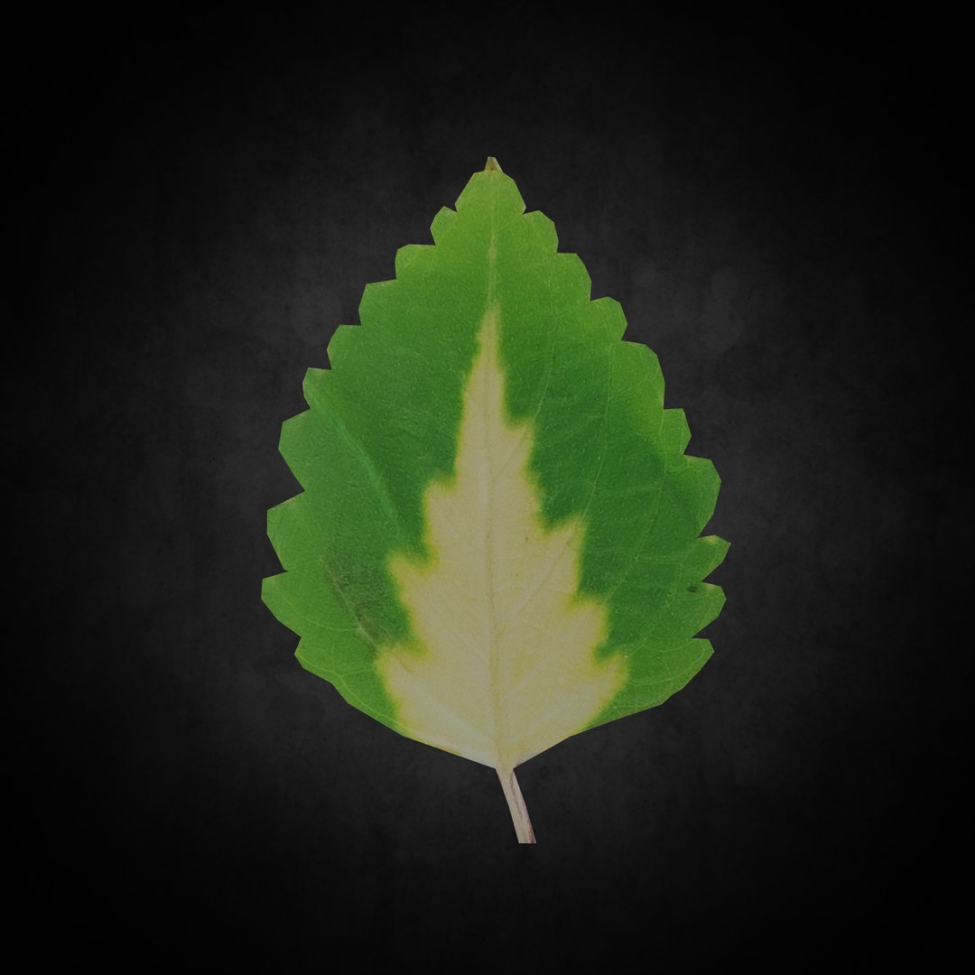 Low Poly Leaf 088 3D - TurboSquid 1852561