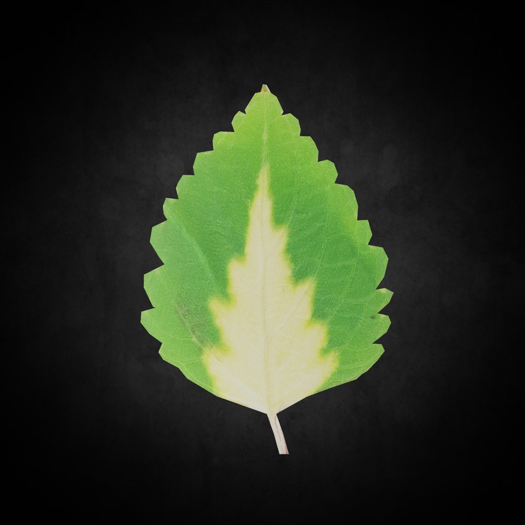 Low Poly Leaf 088 3D - TurboSquid 1852561