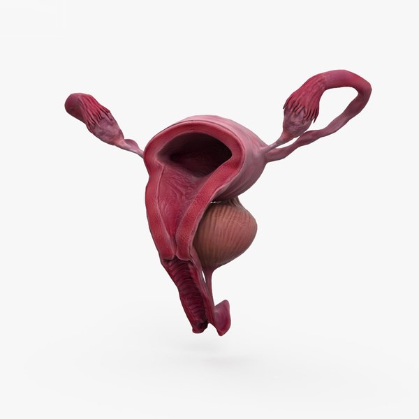 Female reproductive 3D model - TurboSquid 1679927