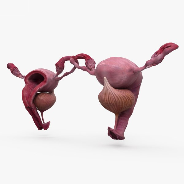 Reproductive System 3D Models for Download | TurboSquid