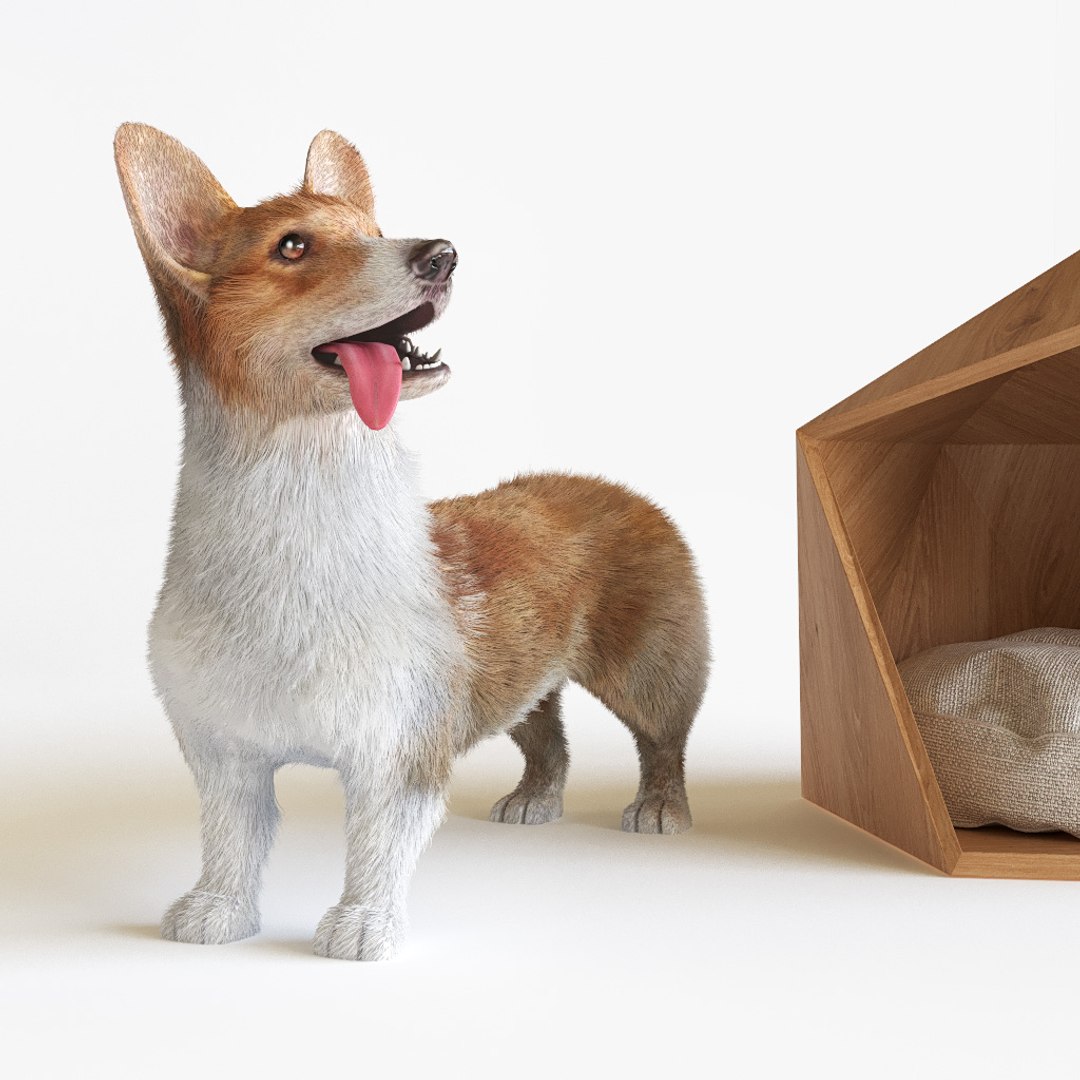 Corgi 3D Model - TurboSquid 1158711