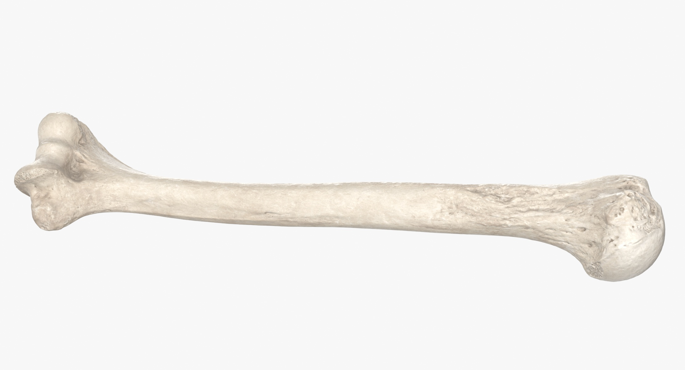 Human Scapula Bone and Humerus Bone Collection White and Yellow - 4 ...