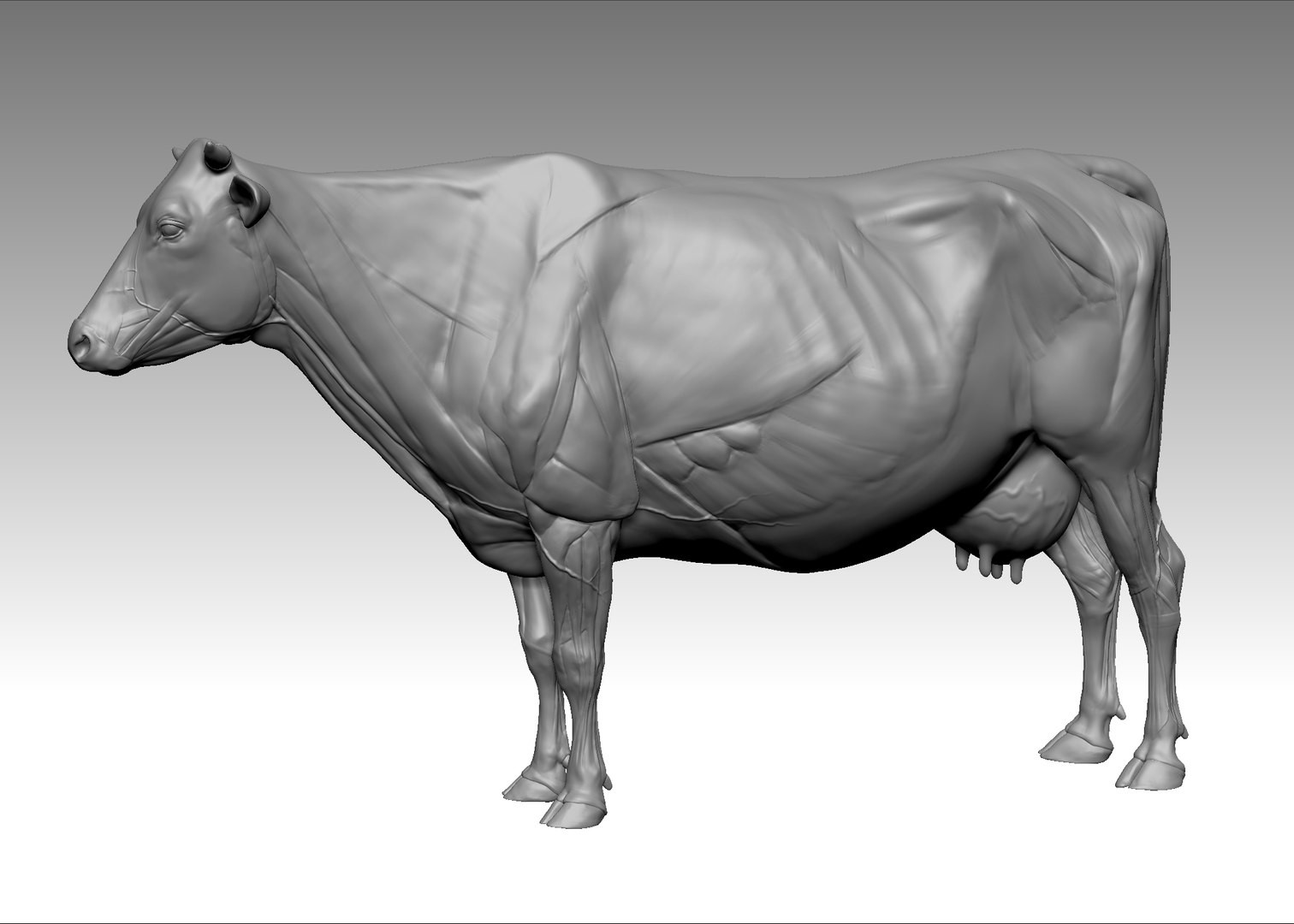 3D cow anatomy structure model - TurboSquid 1164878