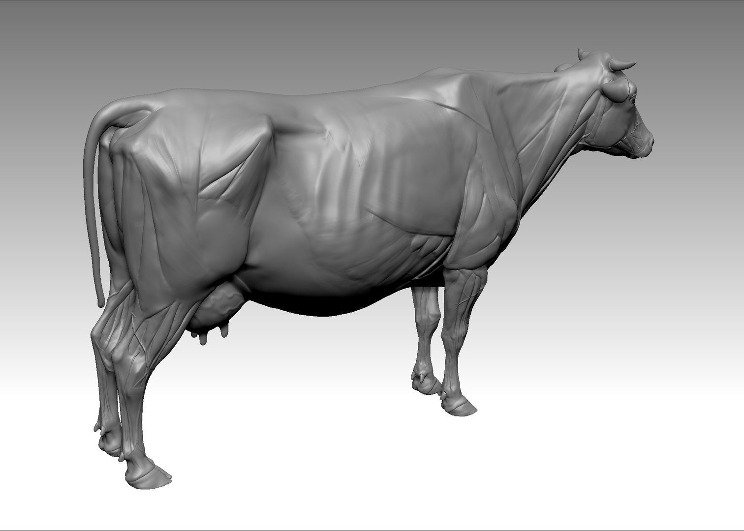 3D cow anatomy structure model - TurboSquid 1164878