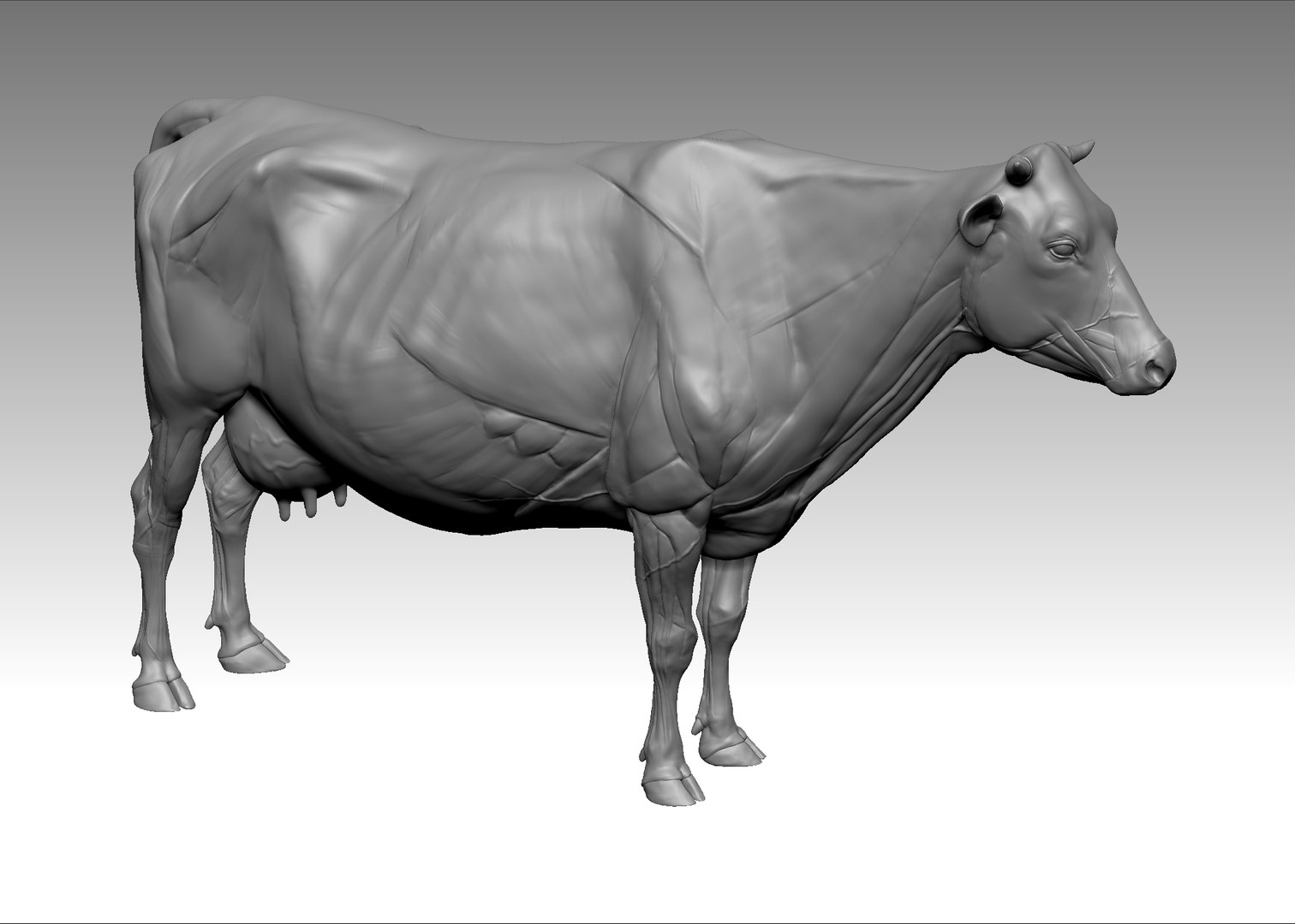 3D cow anatomy structure model - TurboSquid 1164878