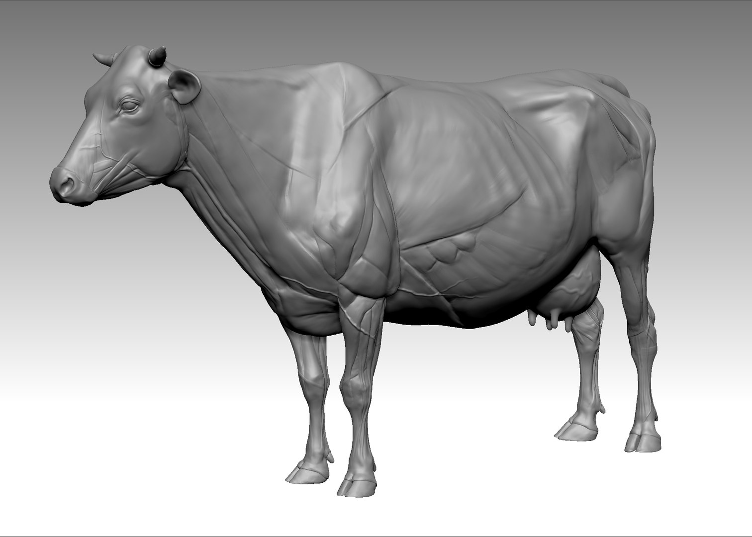 3D cow anatomy structure model - TurboSquid 1164878