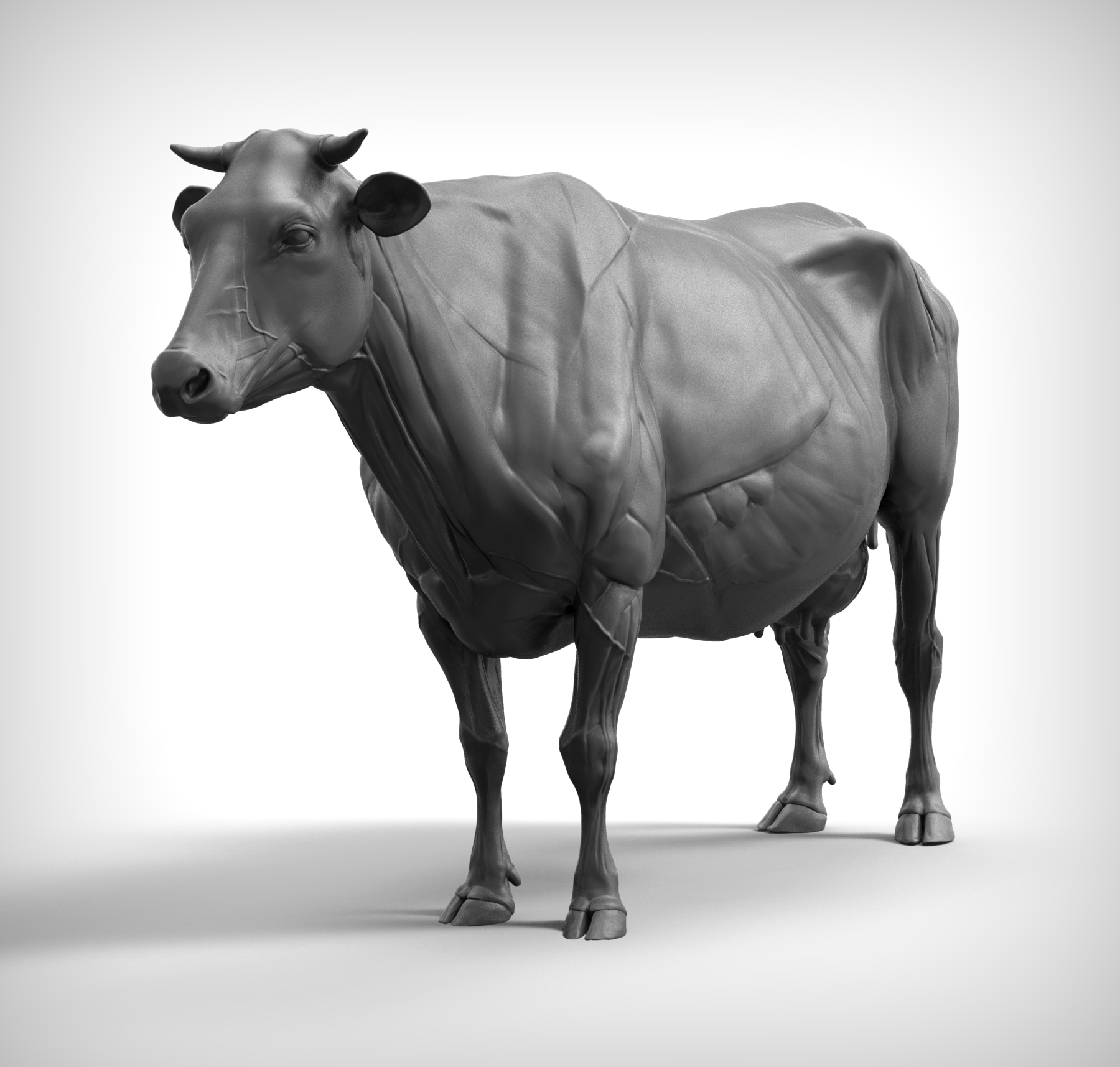 3D cow anatomy structure model - TurboSquid 1164878
