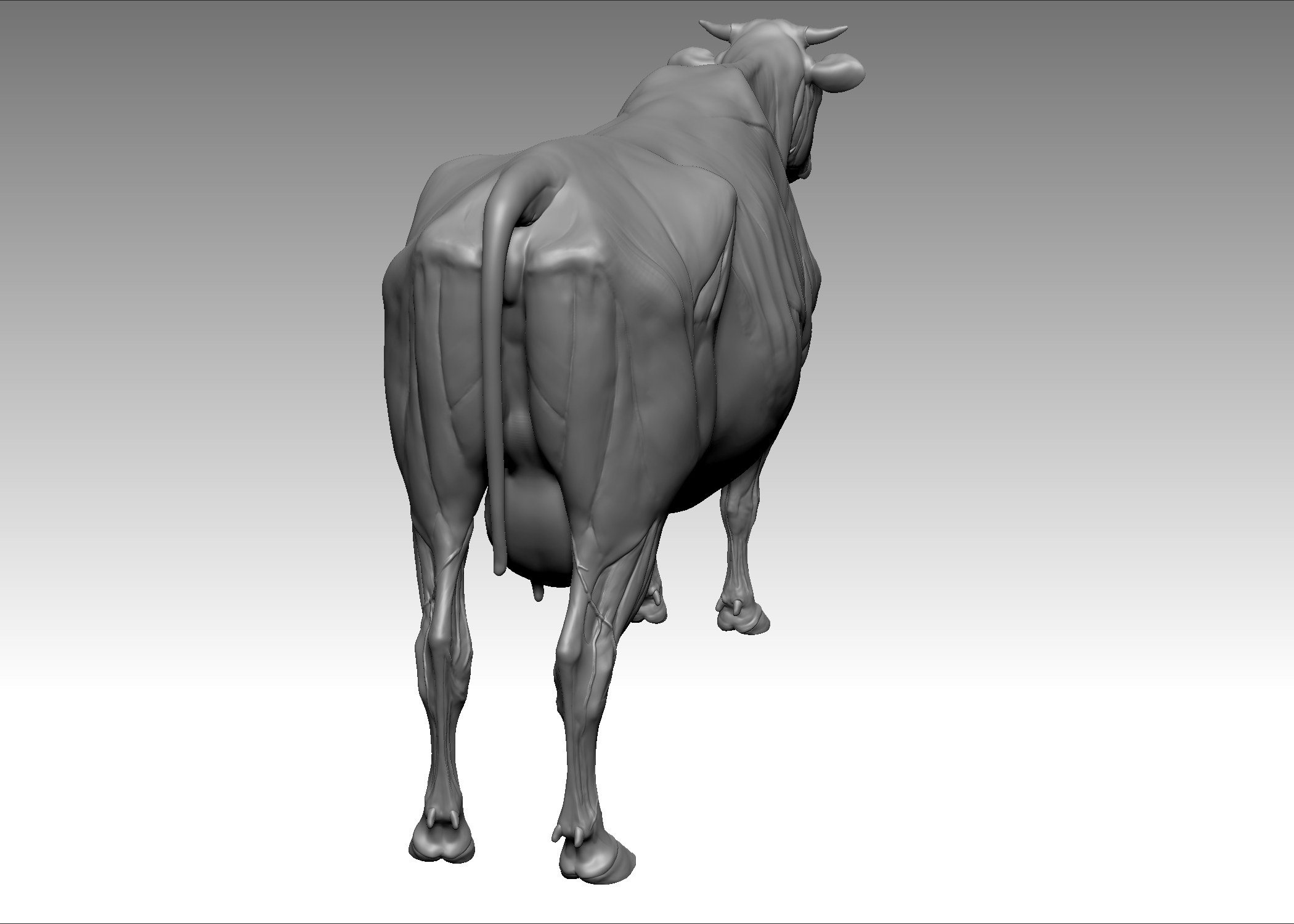 3D cow anatomy structure model - TurboSquid 1164878