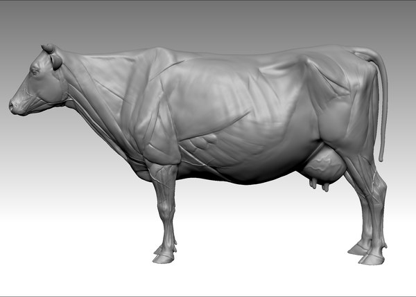 3D cow anatomy structure model - TurboSquid 1164878