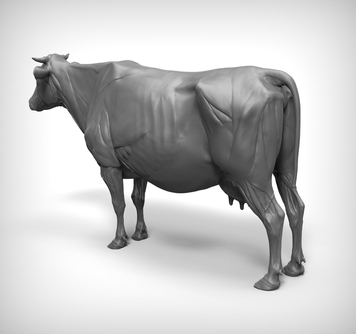 3D cow anatomy structure model - TurboSquid 1164878