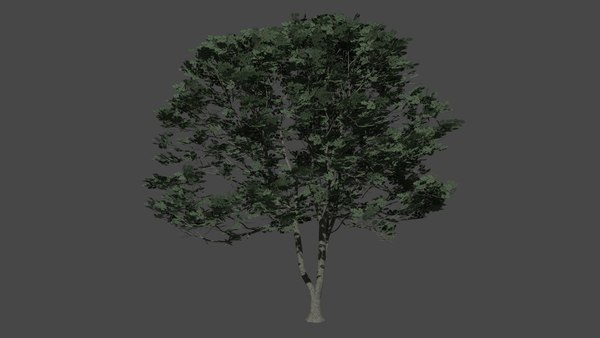 Tree leaf 3D model - TurboSquid 1614312