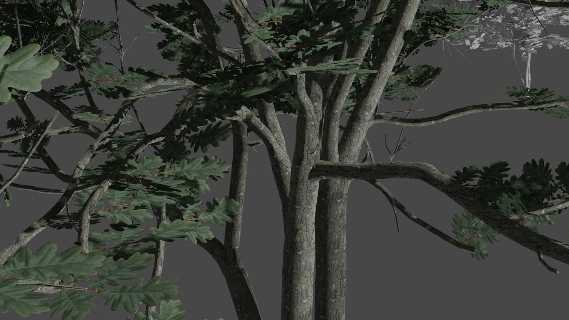 Tree Leaf 3D Model - TurboSquid 1614312