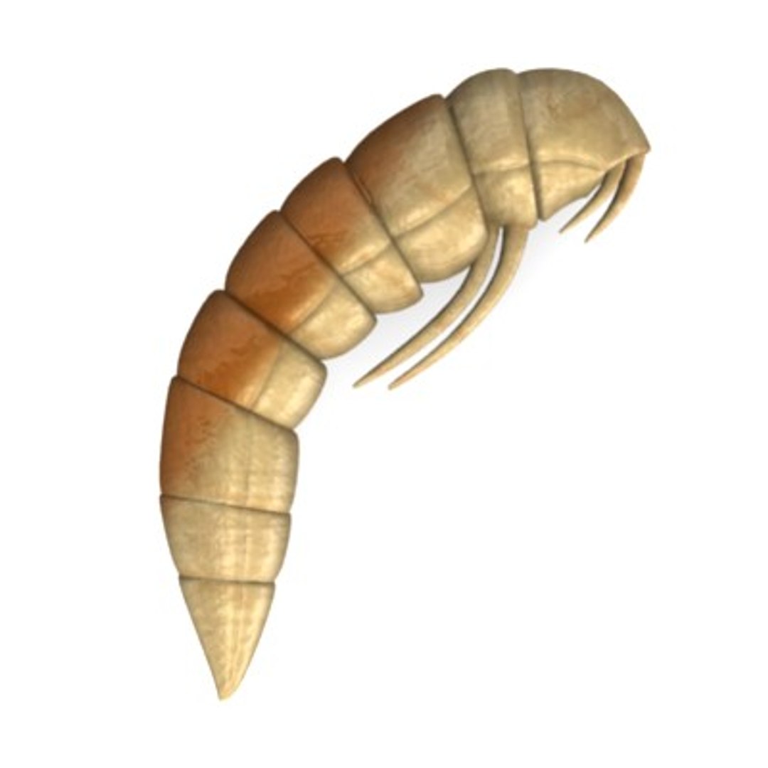 worm 3d model