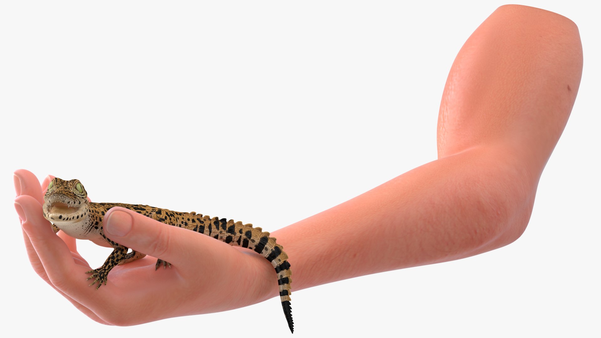 3D Baby Crocodile Man Hand Model - TurboSquid 1891303