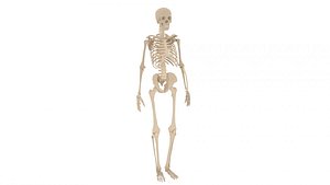 Download 3D Human Skeleton STL Models - TurboSquid