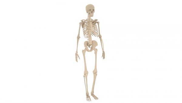 Human Skeleton STL Models for Download | TurboSquid