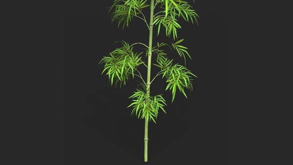 3D Realistic Game Ready Bamboo Tree 03 - TurboSquid 1945172