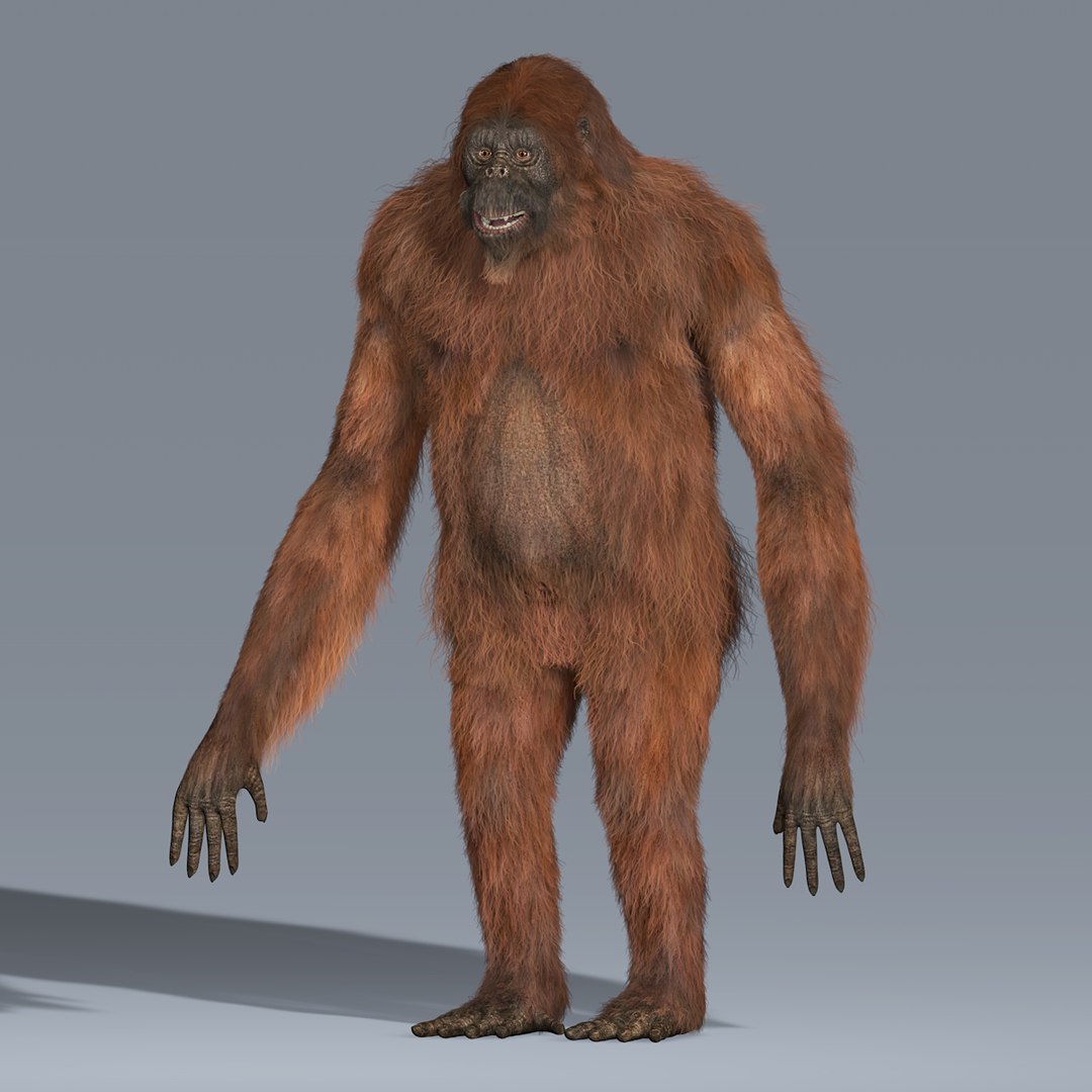 3d Model Hair Orangutan