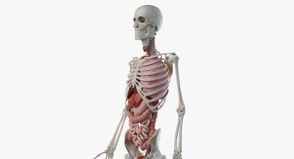 3D skin obese male skeleton model - TurboSquid 1508784