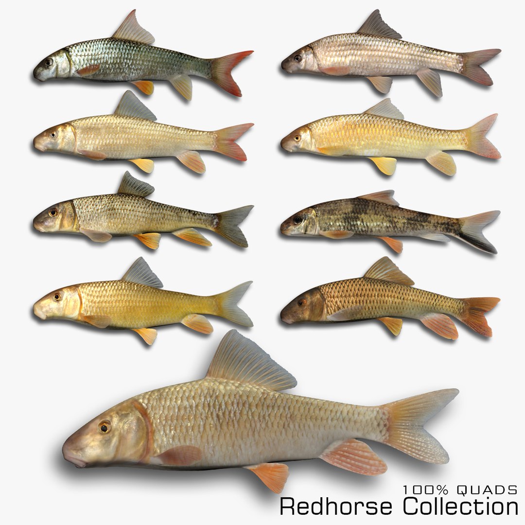 Redhorse Collection 3D - TurboSquid 1816464
