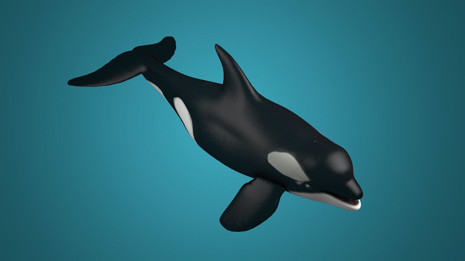Killer Whale Killer Ocean Toothed Whales Marine Animals 3D - TurboSquid ...