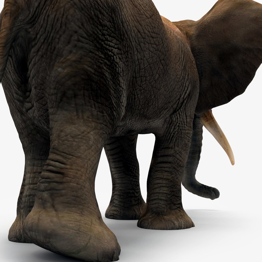 Max Africa Elephant African