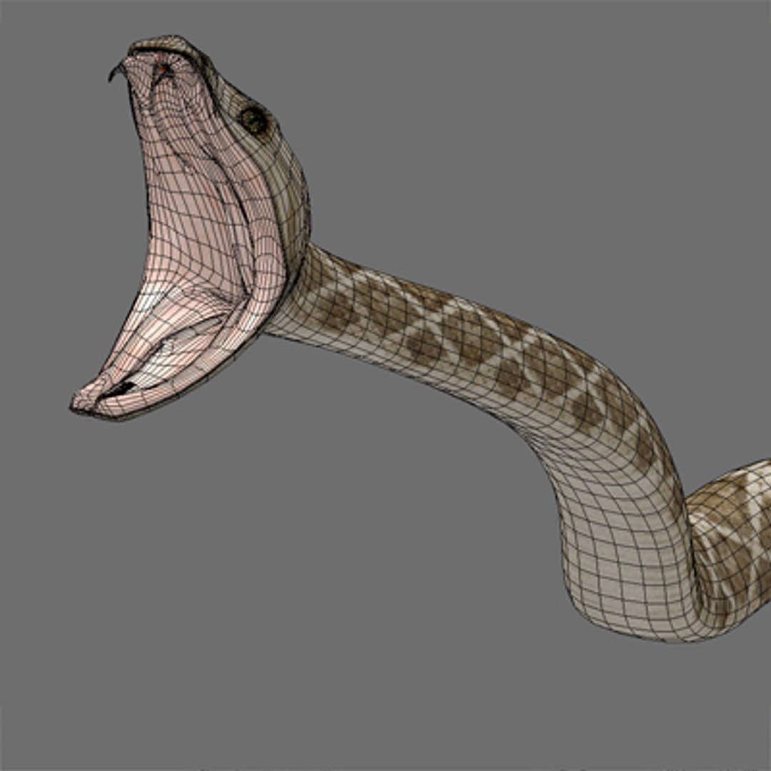 snake rattlesnake 3d model