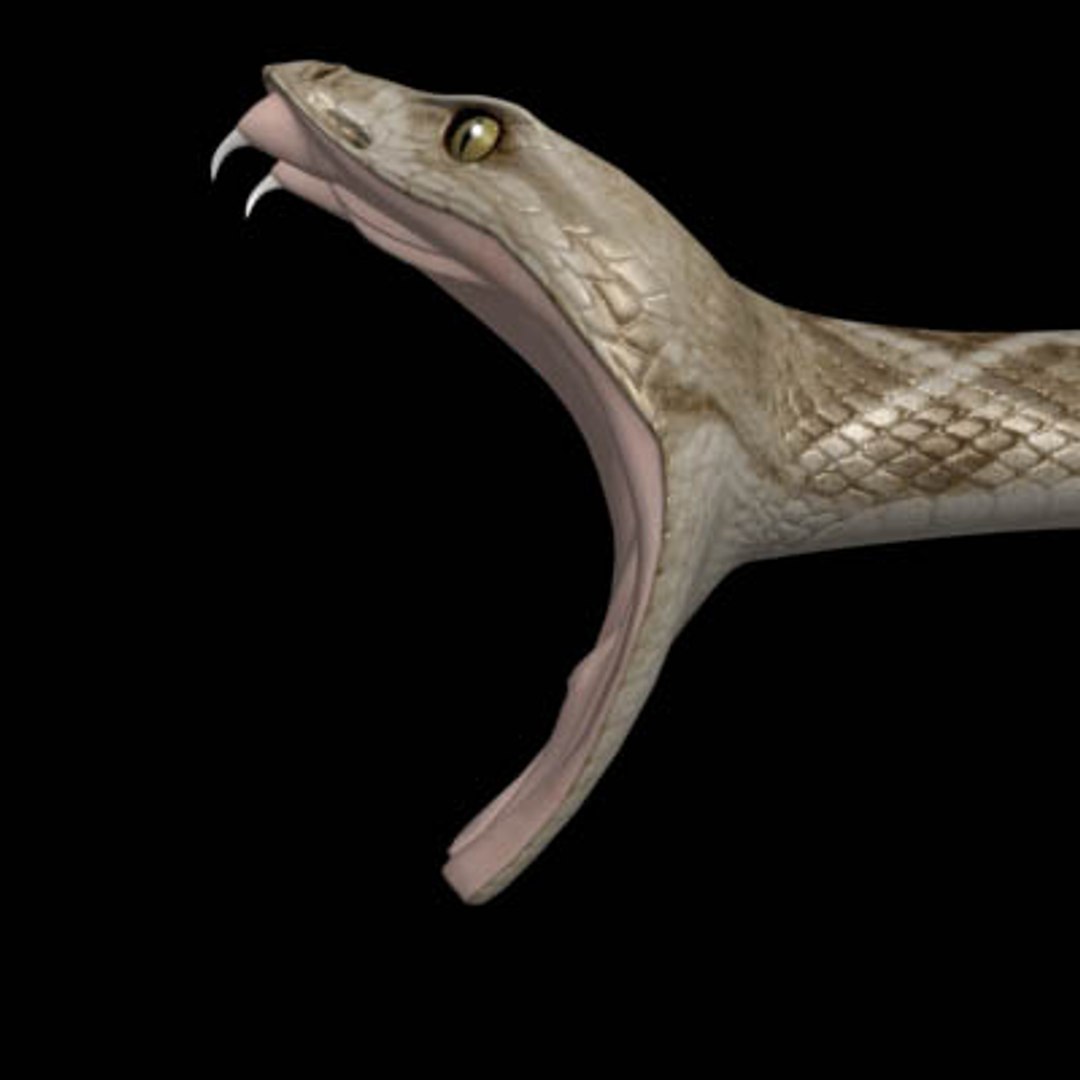 Snake Rattlesnake 3d Model