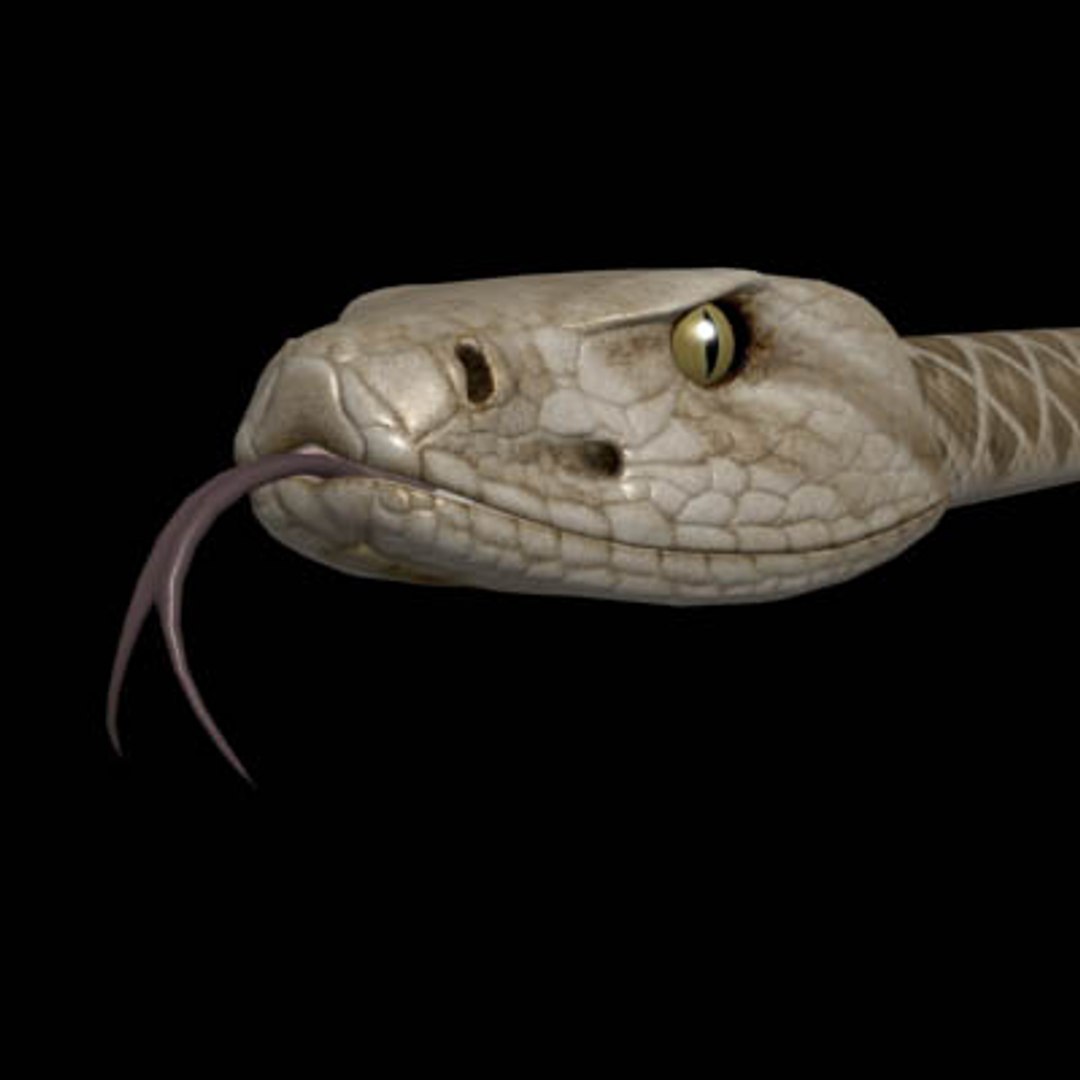 Snake Rattlesnake 3d Model