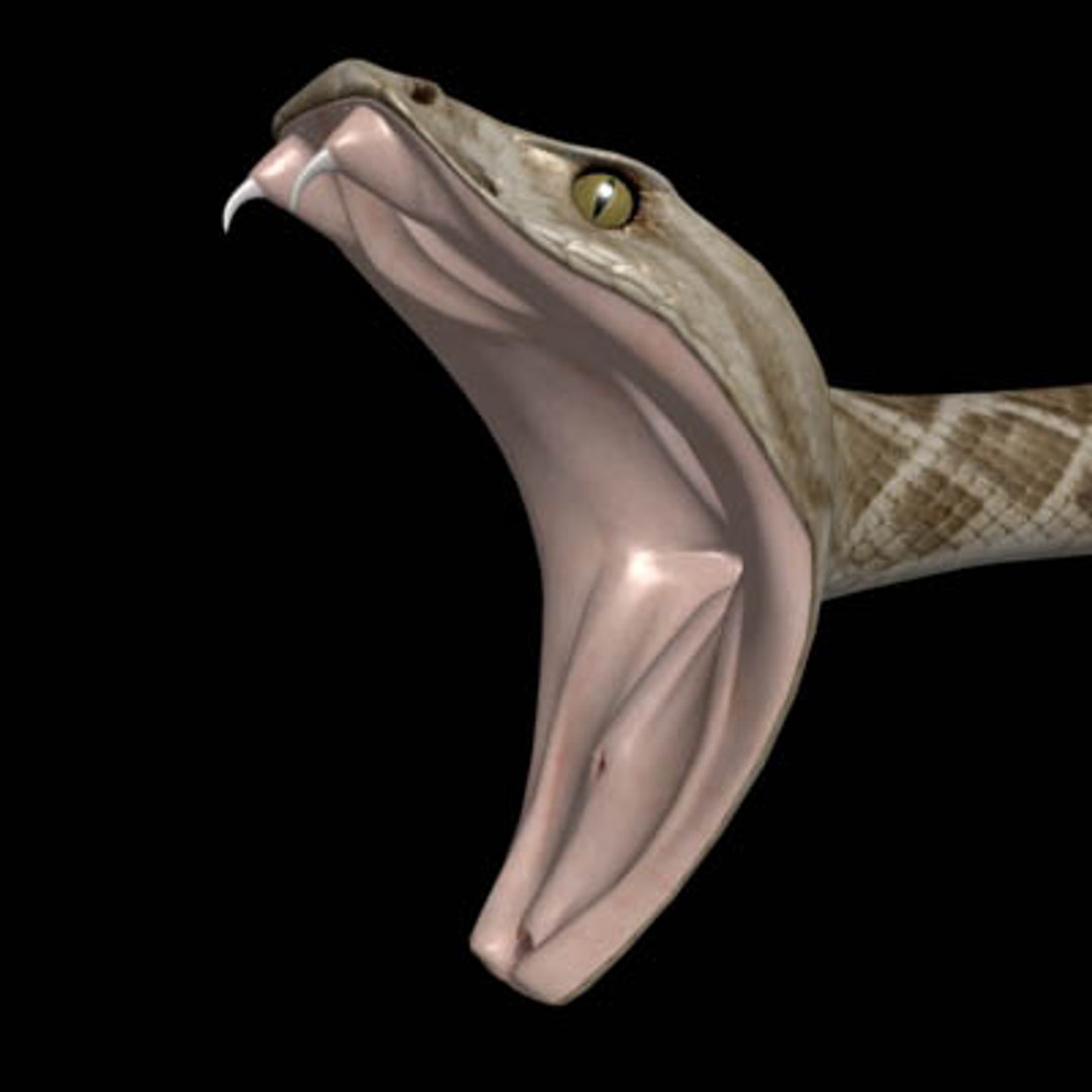 Snake Rattlesnake 3d Model