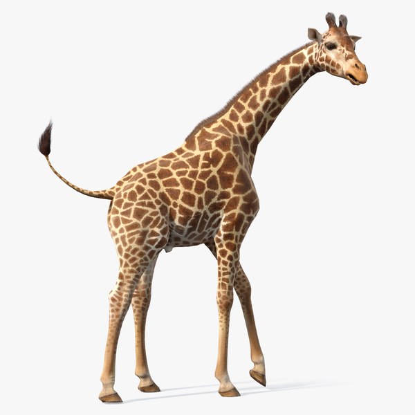 3D african giraffe fur rigged - TurboSquid 1400472