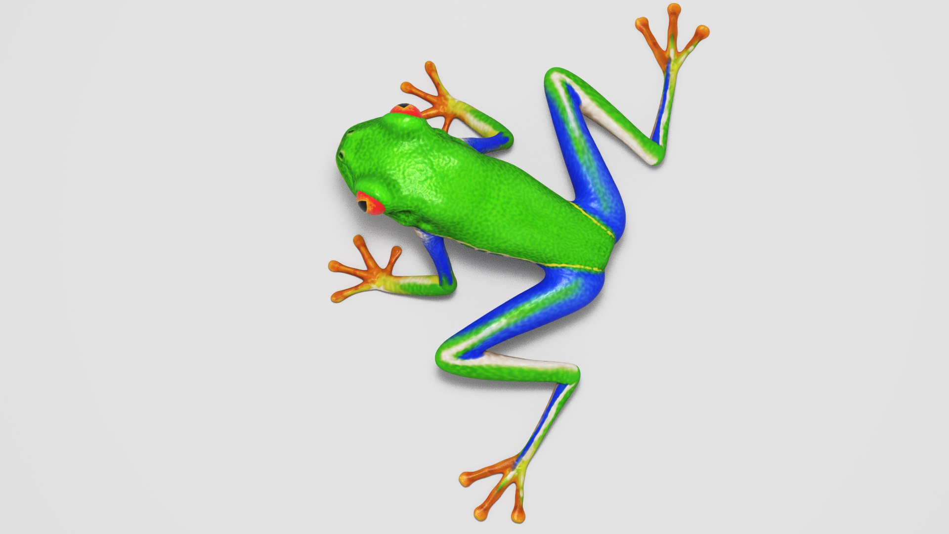 3D Red Eyed Tree Frog - TurboSquid 2187320