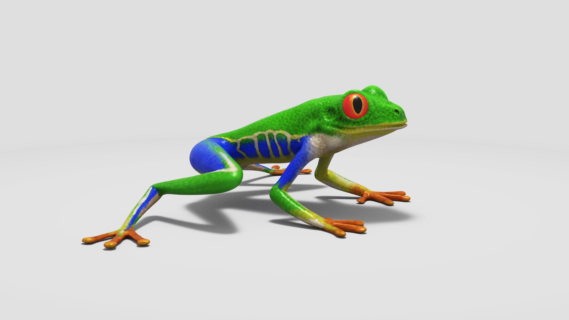 3D Red Eyed Tree Frog - TurboSquid 2187320
