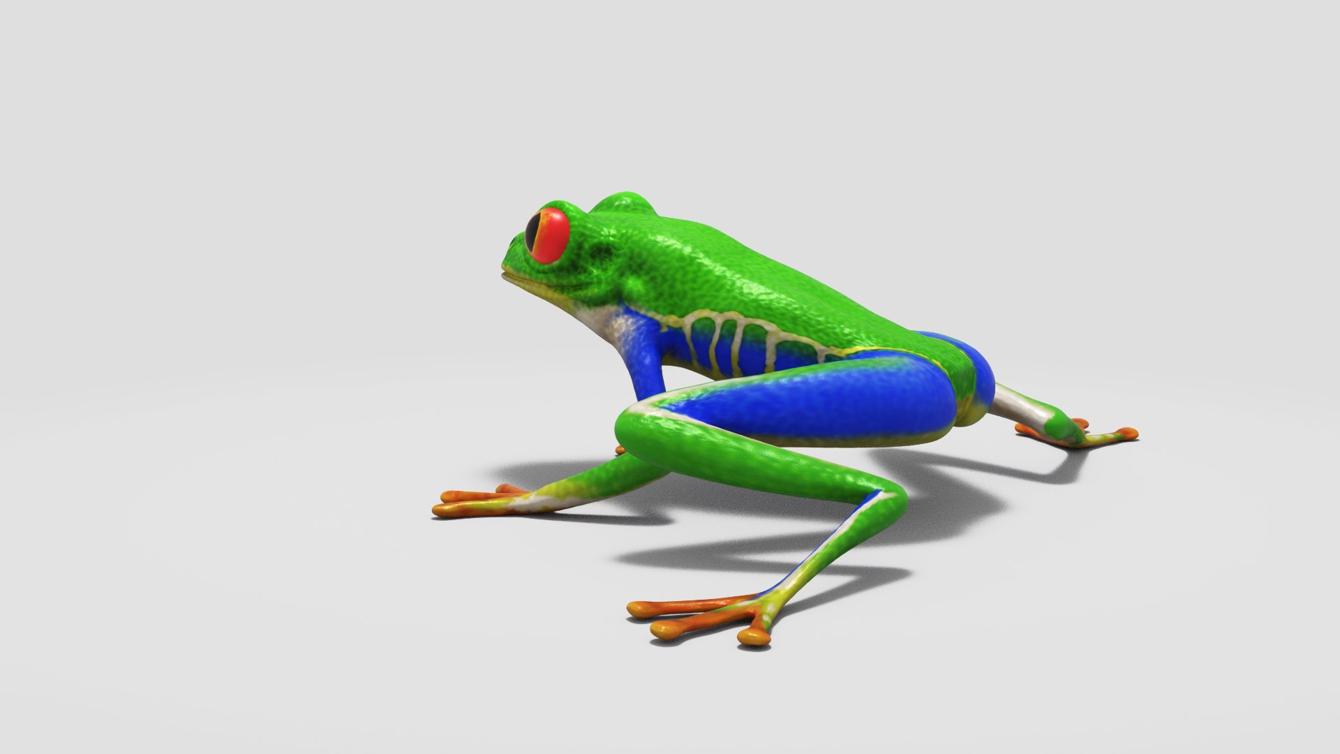 3D Red Eyed Tree Frog - TurboSquid 2187320
