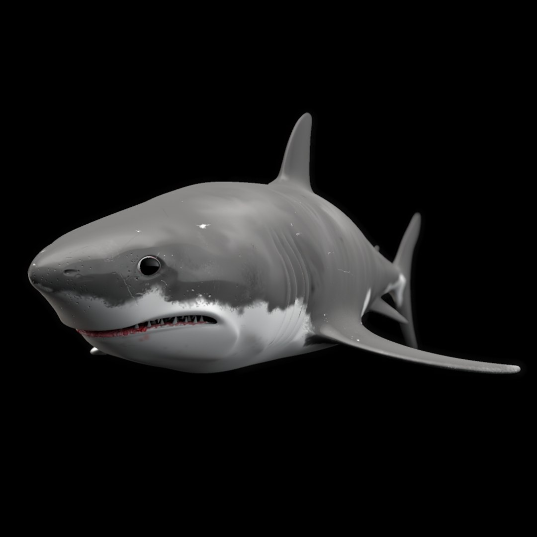 Shark Animation 3d Model