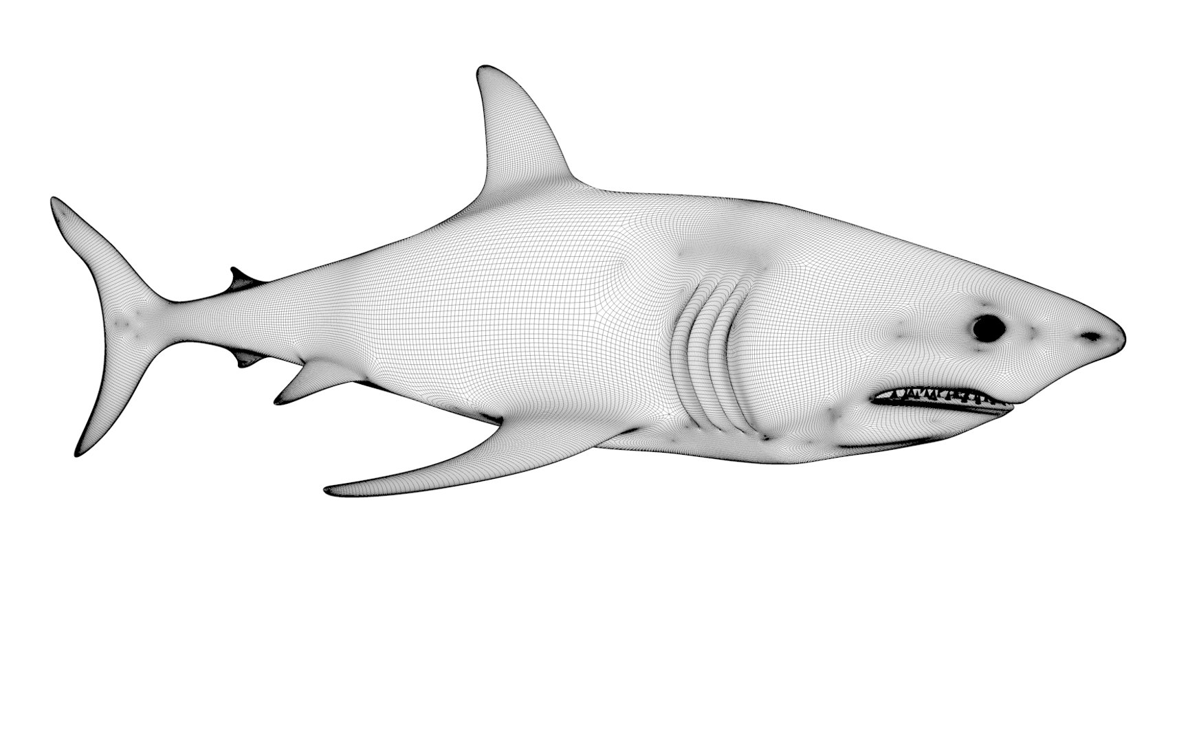 Shark Animation 3d Model