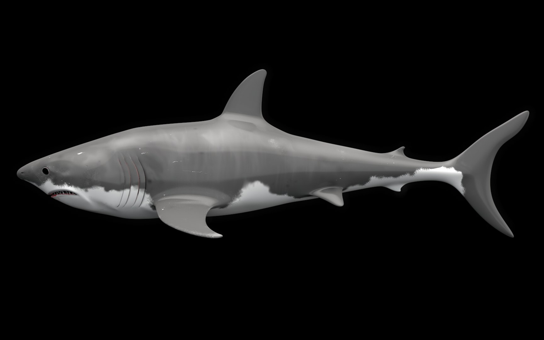 Shark Animation 3d Model
