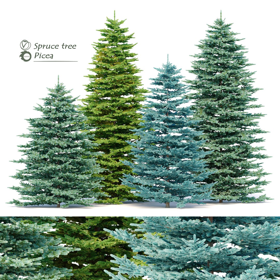 Spruce trees set3Dモデル - TurboSquid 1935570