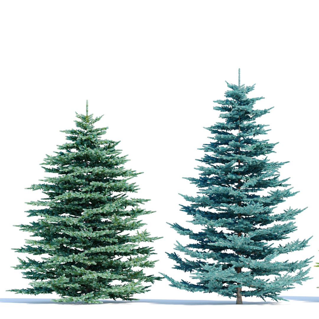 Spruce Trees Set Model - TurboSquid 1935570