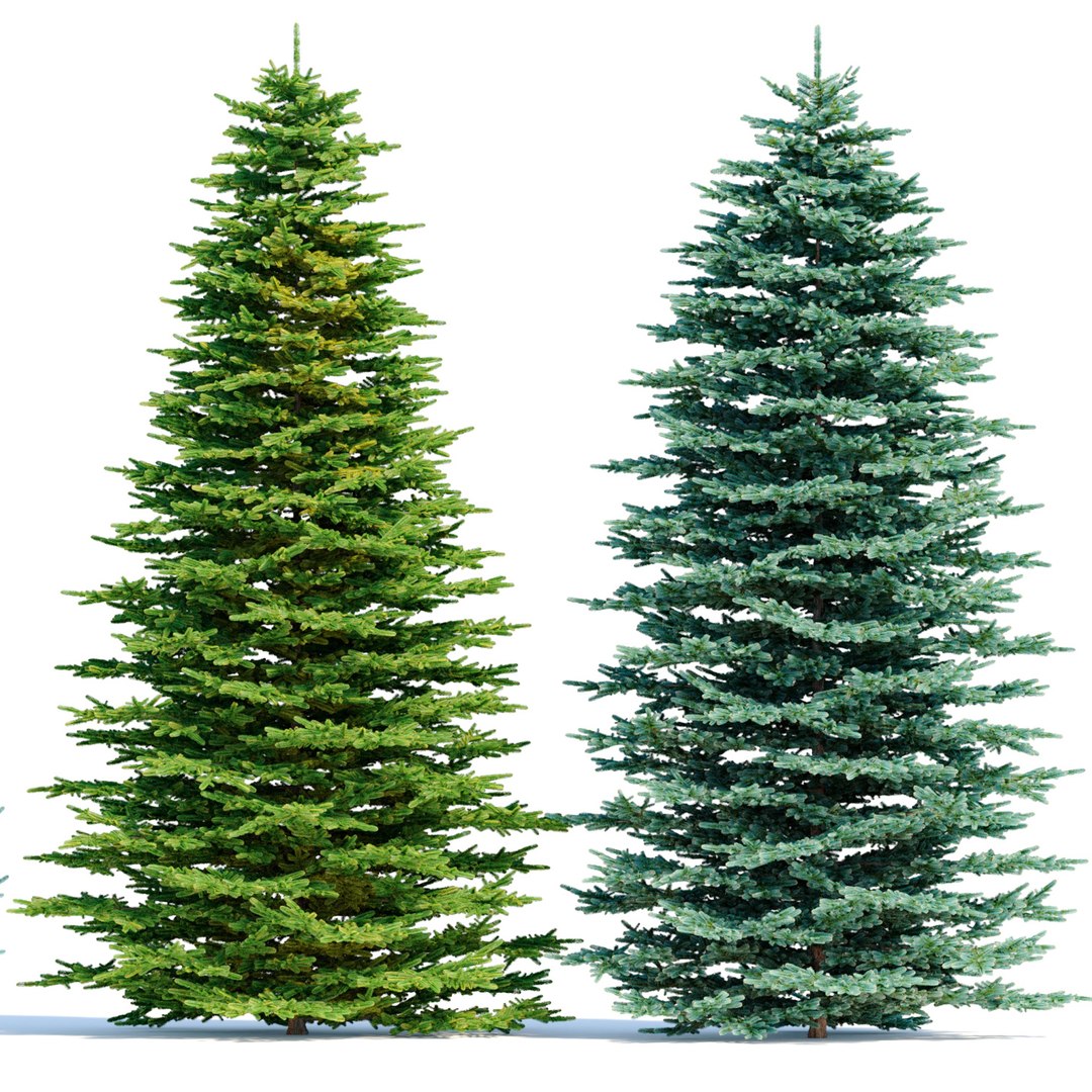 Spruce Trees Set Model - TurboSquid 1935570