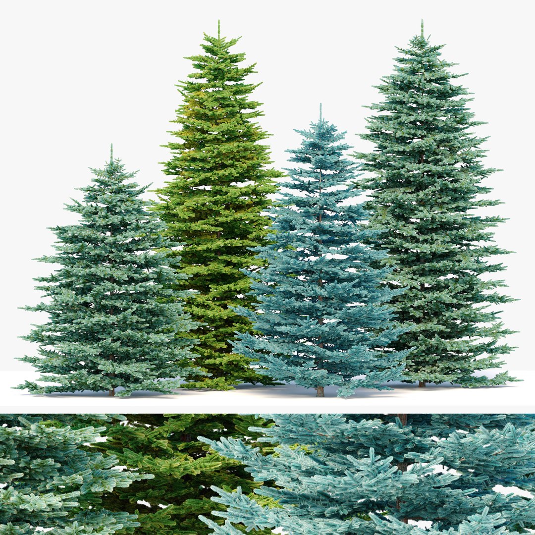 Spruce Trees Set Model - TurboSquid 1935570