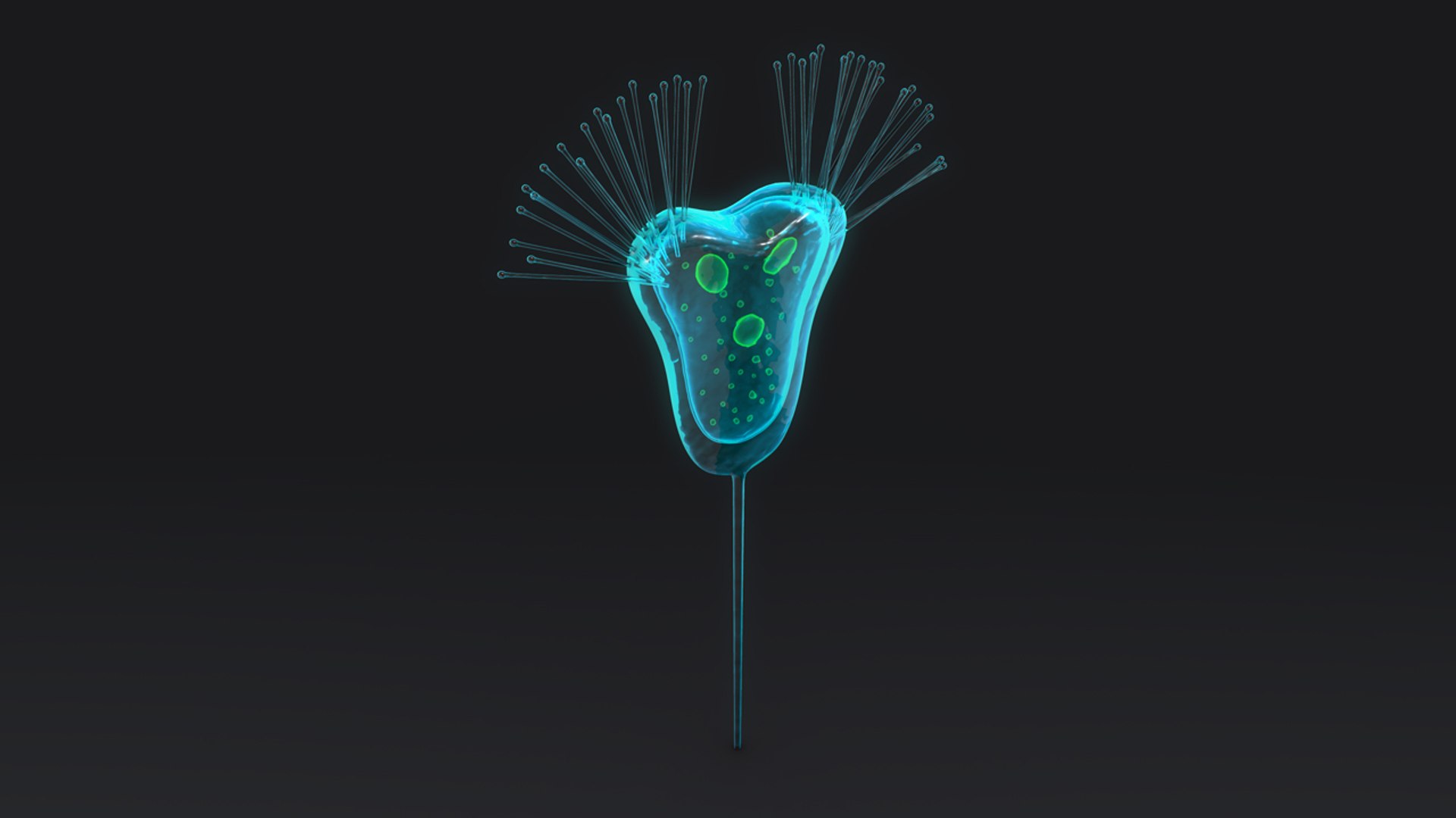 Acineta Protozoa 3d Model