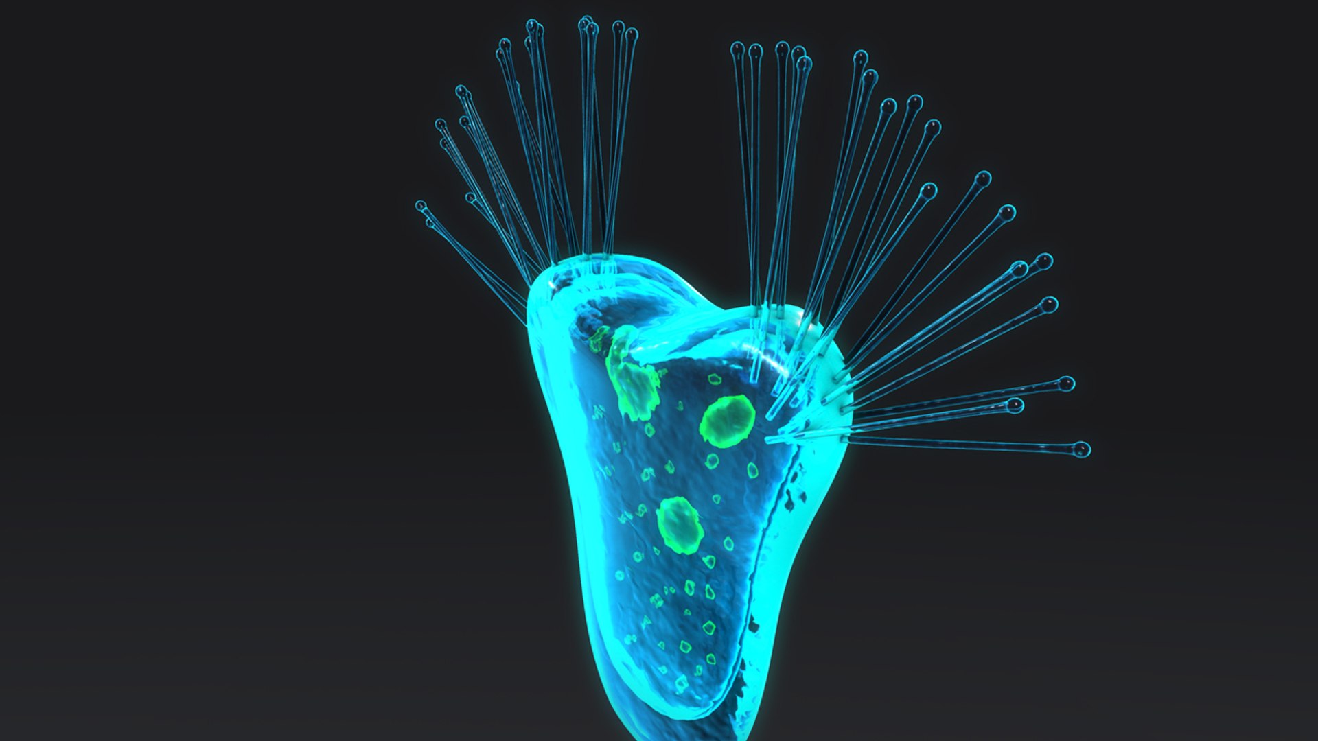 Acineta Protozoa 3d Model