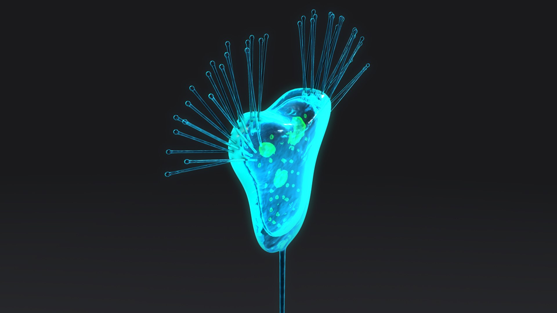 Acineta Protozoa 3d Model