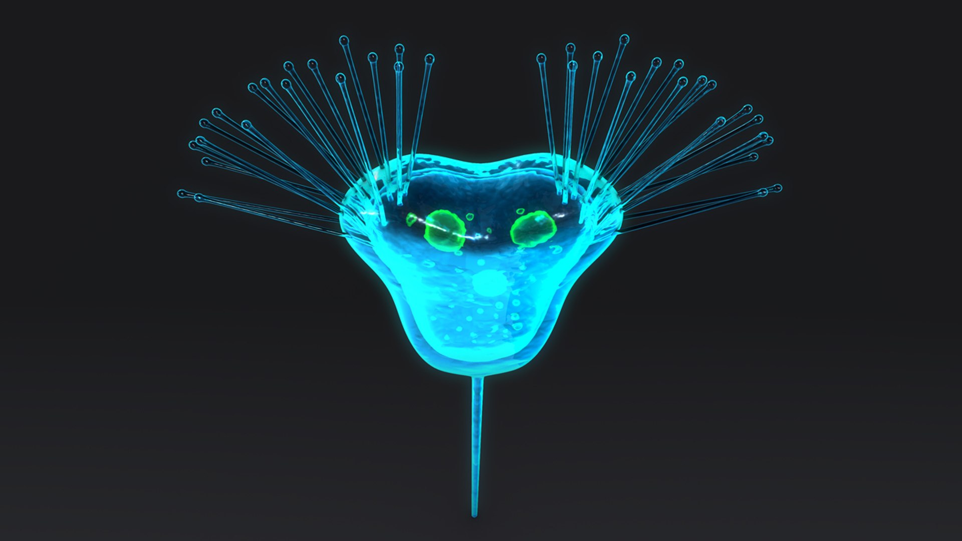 Acineta Protozoa 3d Model