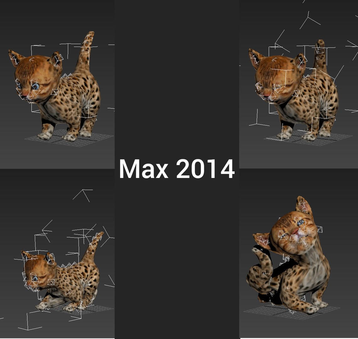 Cute Cat Animation Model - TurboSquid 1218720